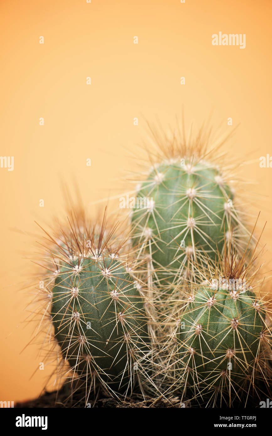 Beige nature background hi-res stock photography and images - Alamy