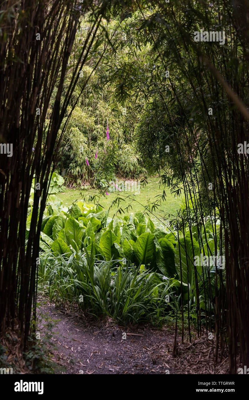 Trebah Garden in Cornwall Stock Photo - Alamy