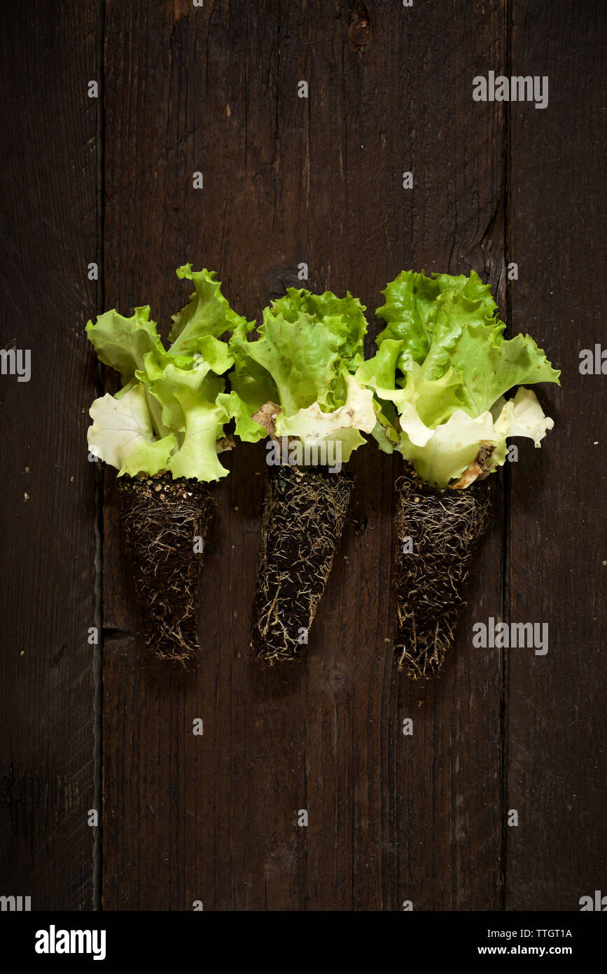 Lettuce roots hi-res stock photography and images - Alamy