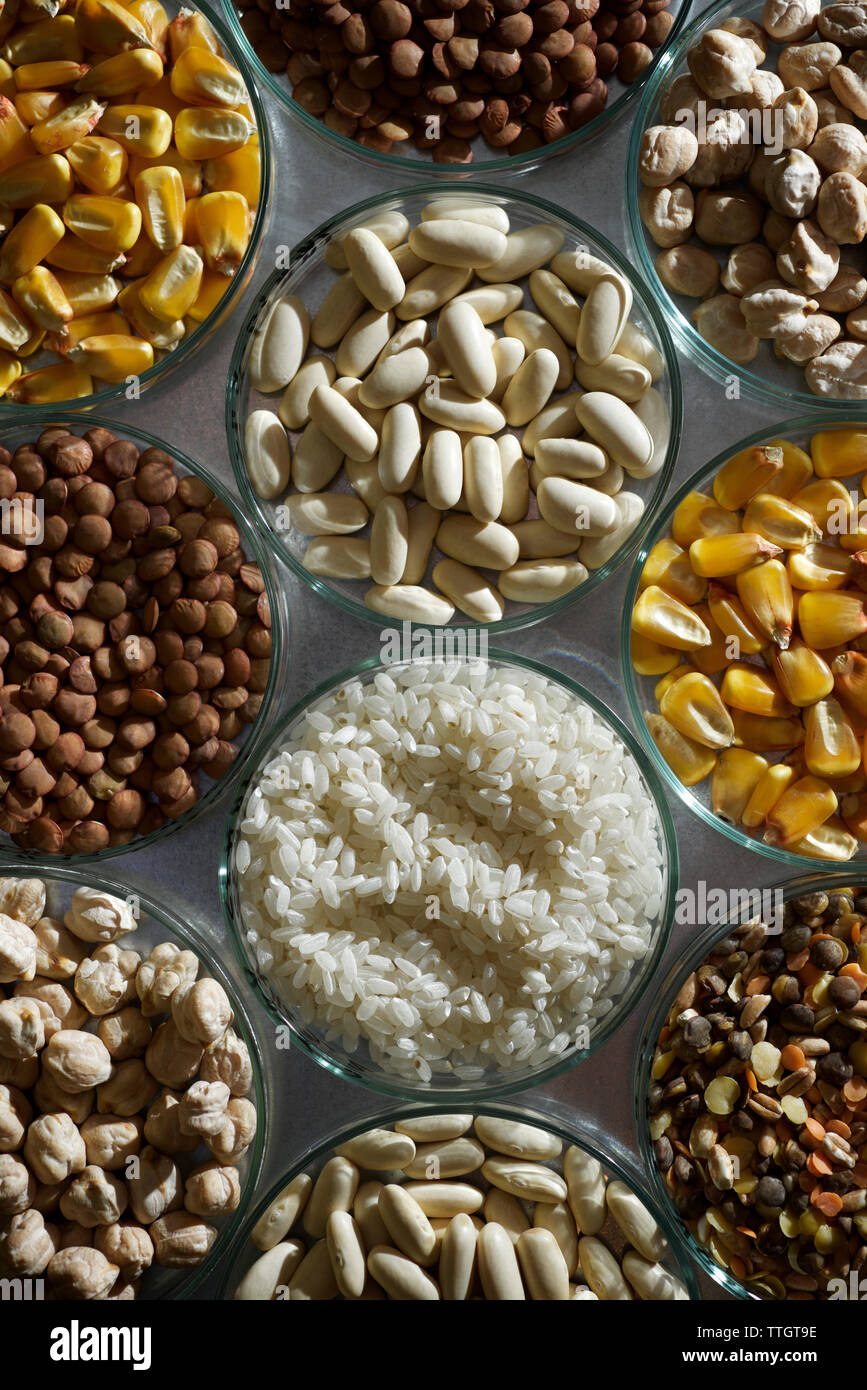 Seeds in petri dishes Stock Photo - Alamy