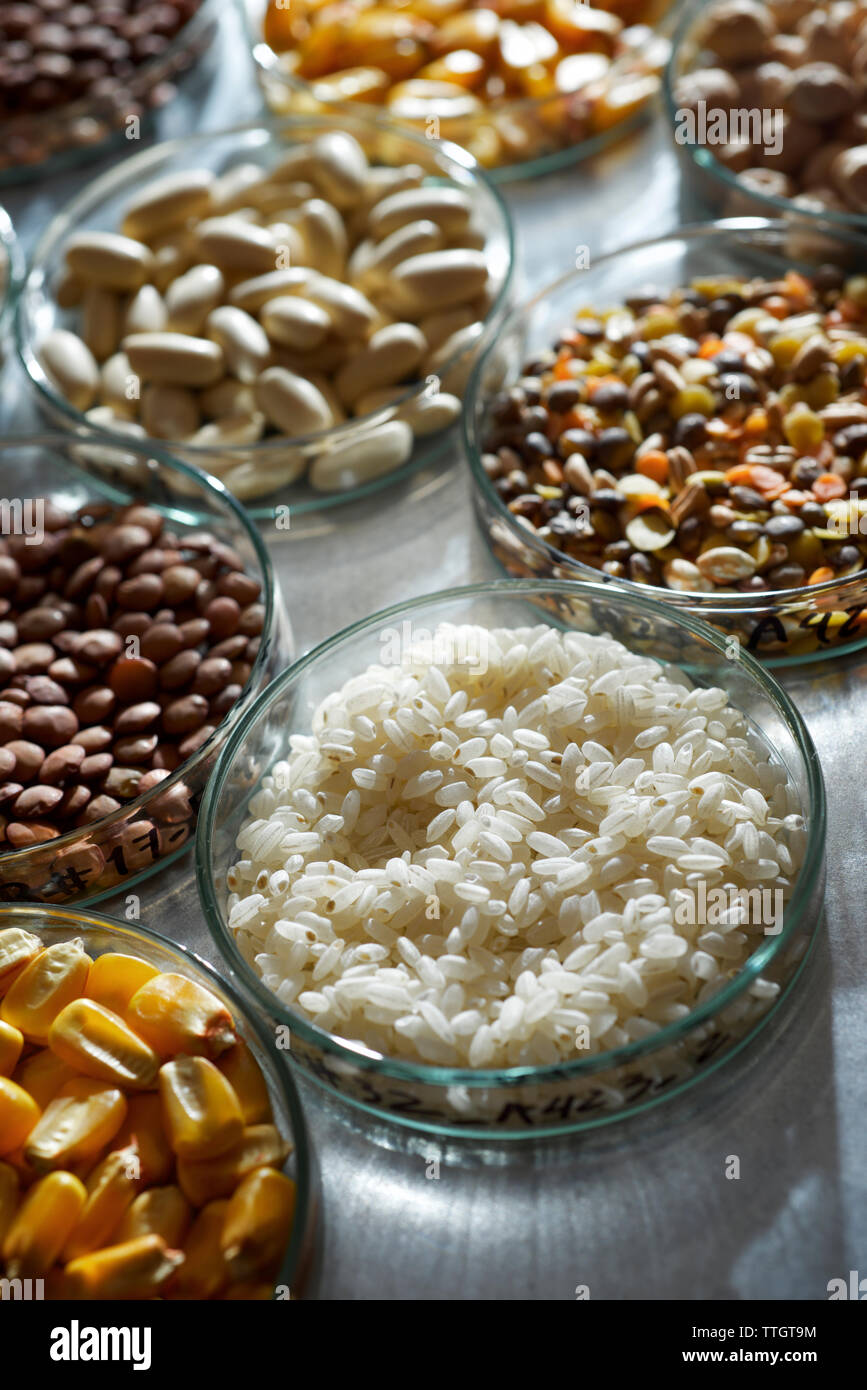 Seeds in petri dishes Stock Photo - Alamy