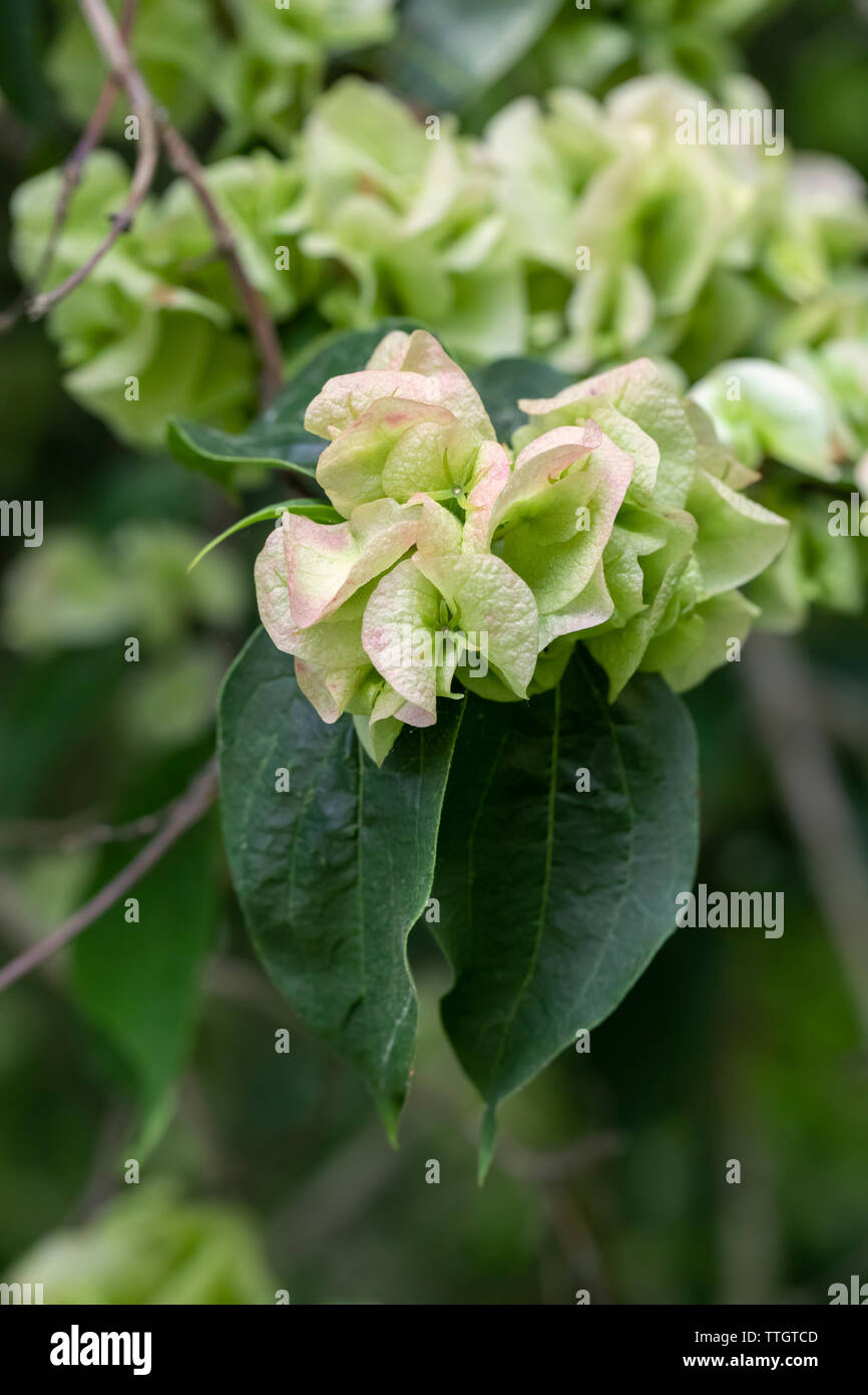 Four winged seed pods hi-res stock photography and images - Alamy