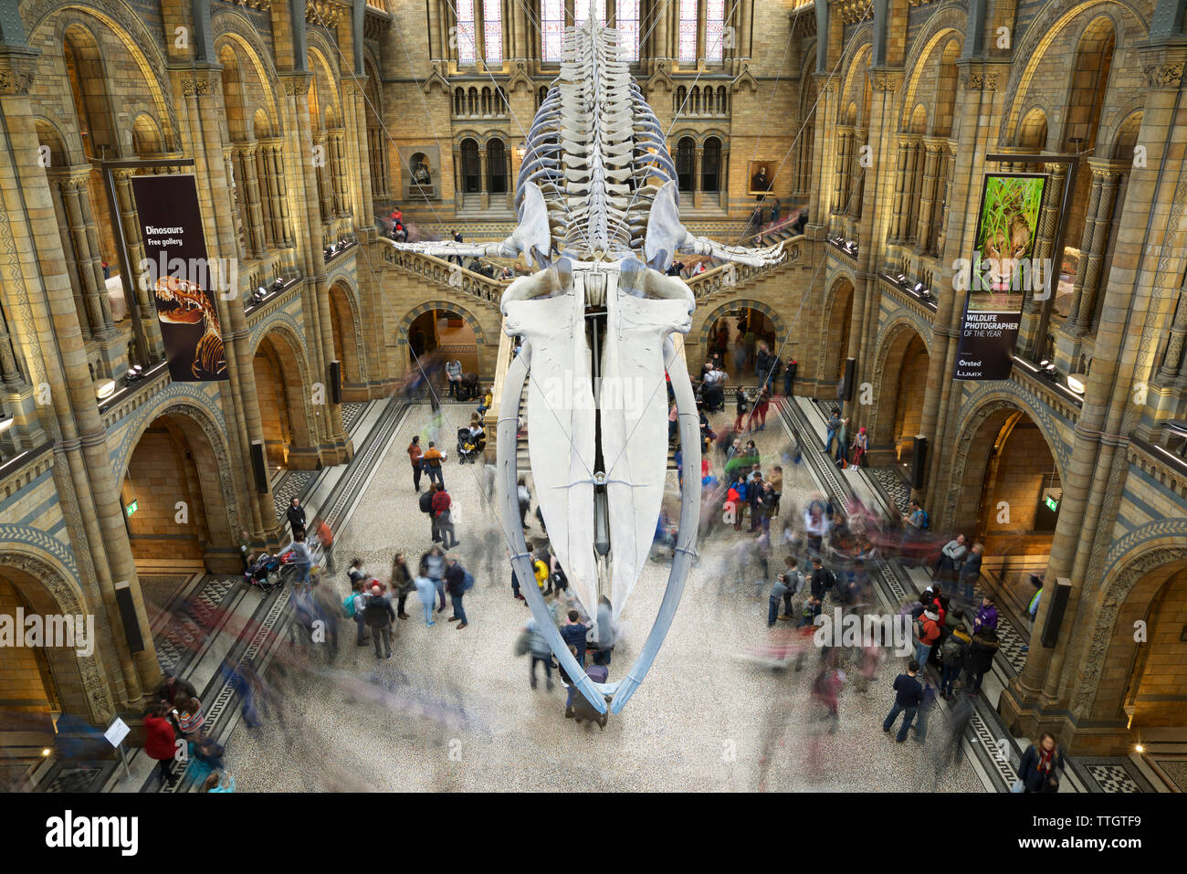 March 3, 2019 in Main hall in the Natural History Museum of London ...