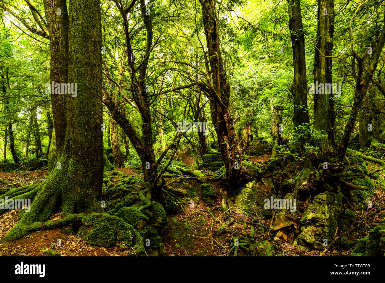 Scowle hi-res stock photography and images - Alamy