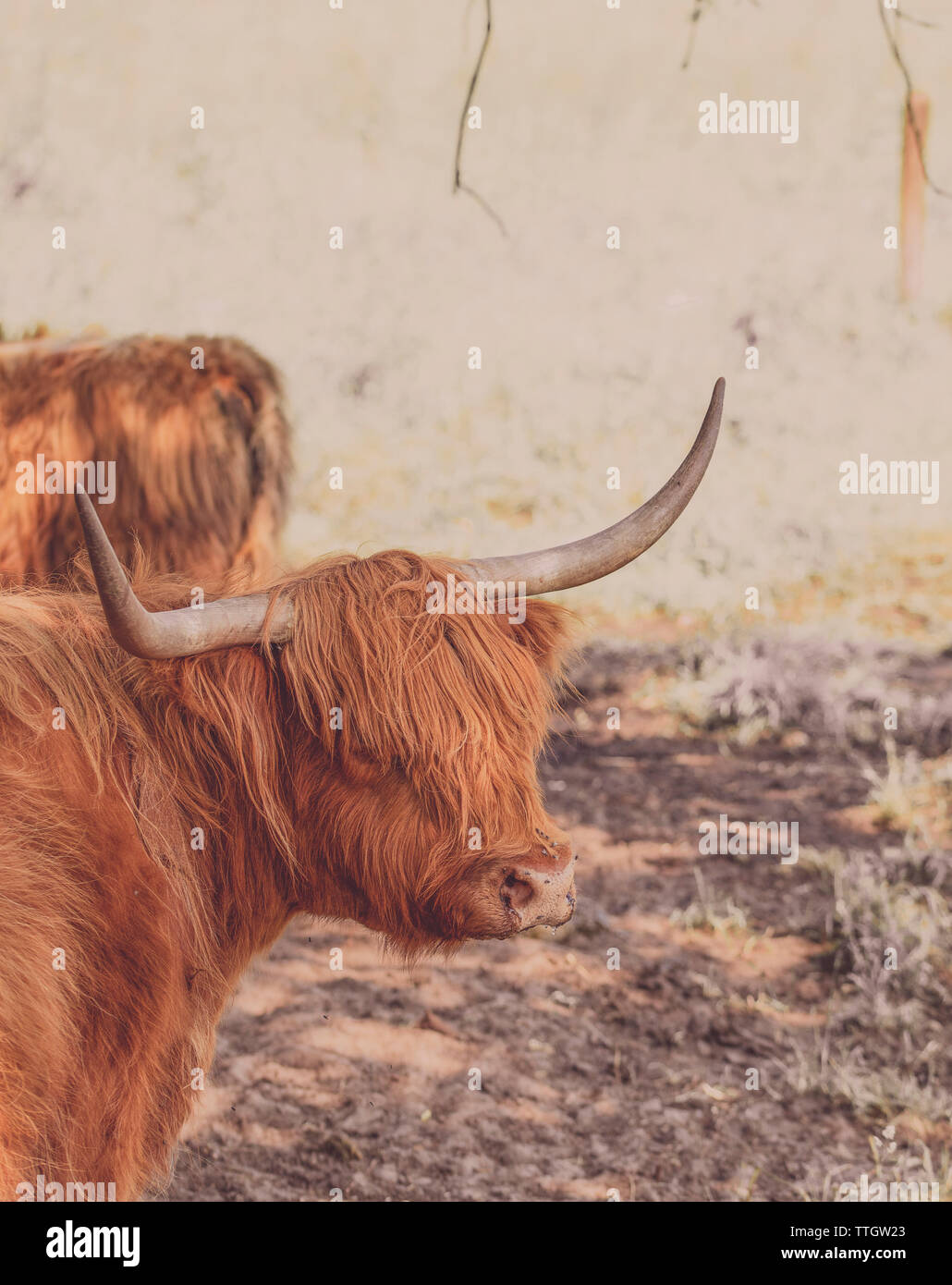 Highland cattle in the pasture Stock Photo - Alamy