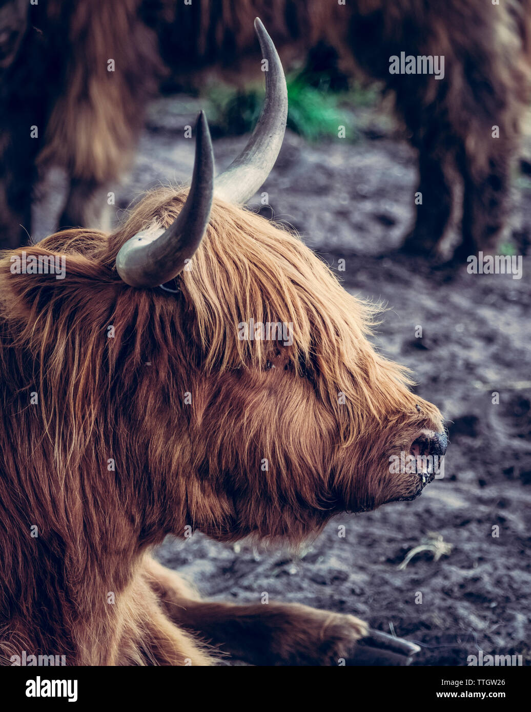 Highland cattle in the pasture Stock Photo - Alamy
