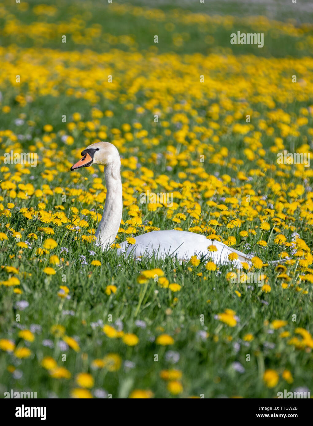 Bird and dandelion hi-res stock photography and images - Alamy