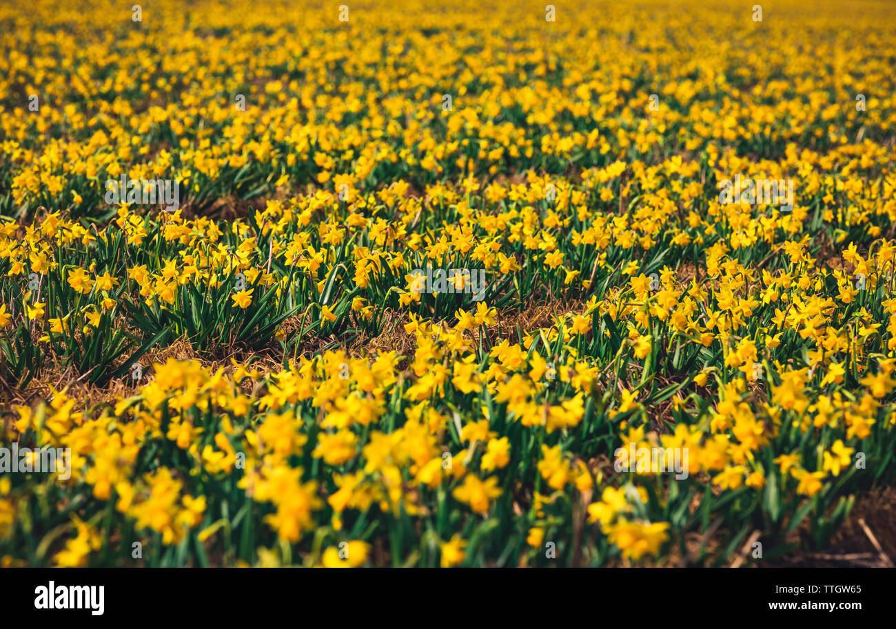 Daffodil field bloom hi-res stock photography and images - Alamy