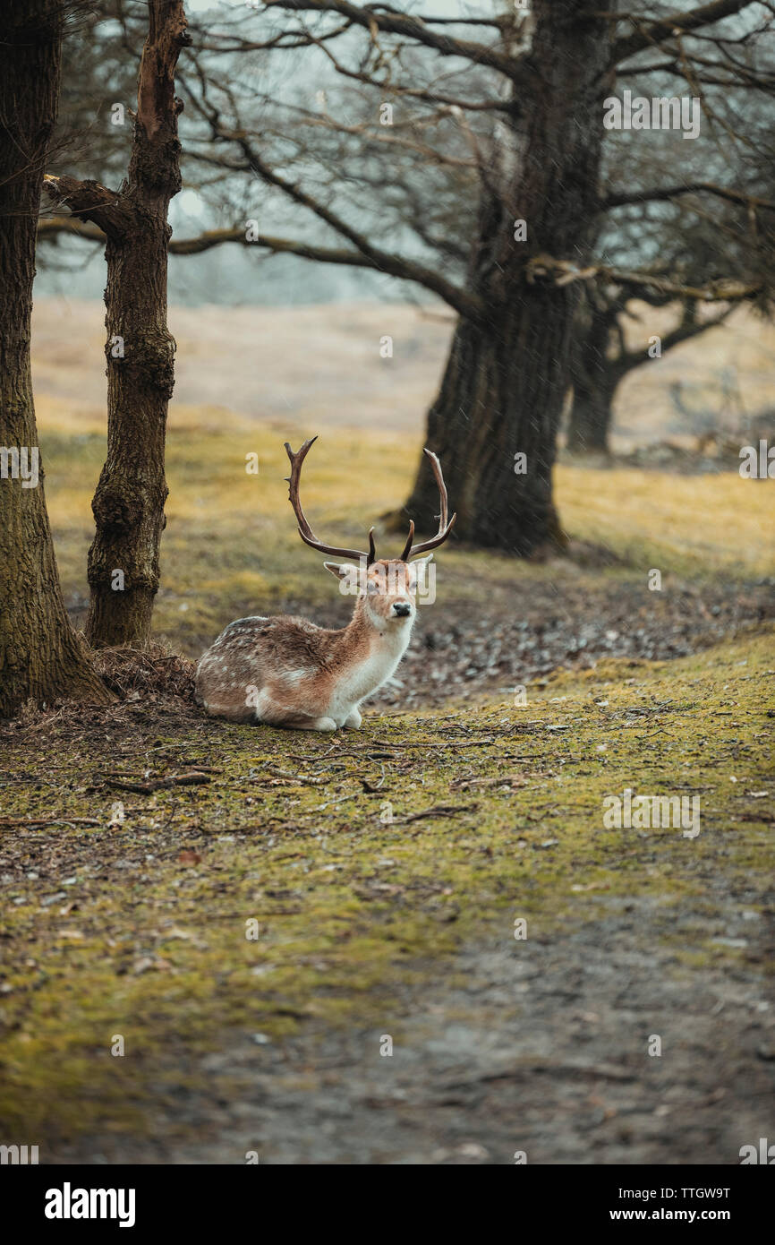 The front view od fallow-deer sitting on ground in rainy day Stock ...