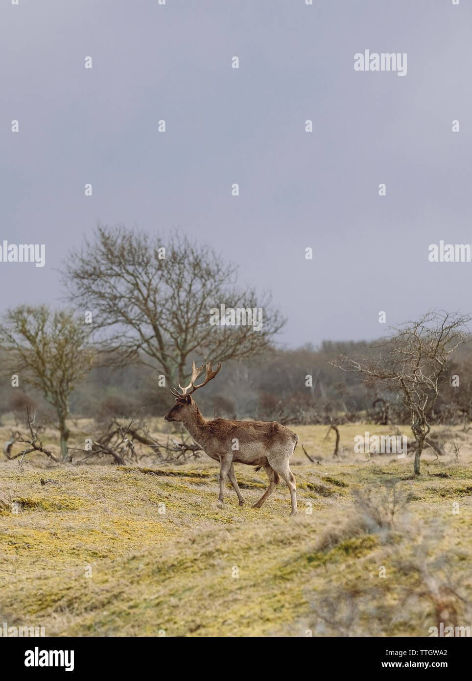 Bull deer hi-res stock photography and images - Alamy