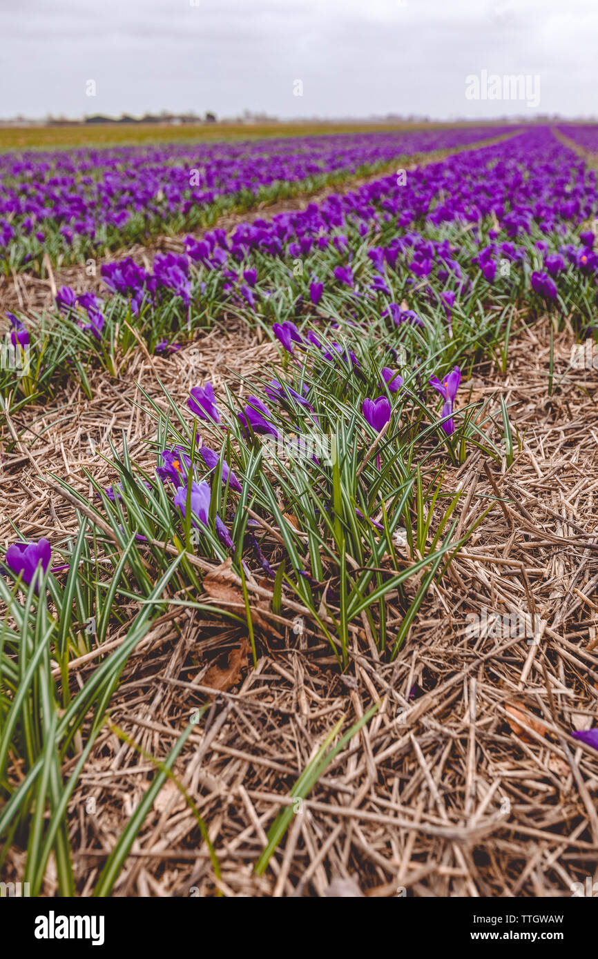 Crocus fields hi-res stock photography and images - Alamy