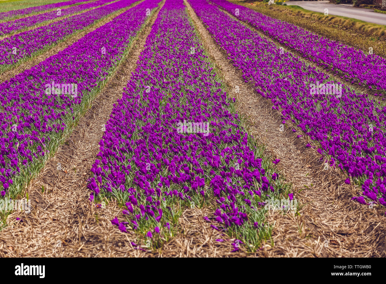 Crocus fields hi-res stock photography and images - Alamy
