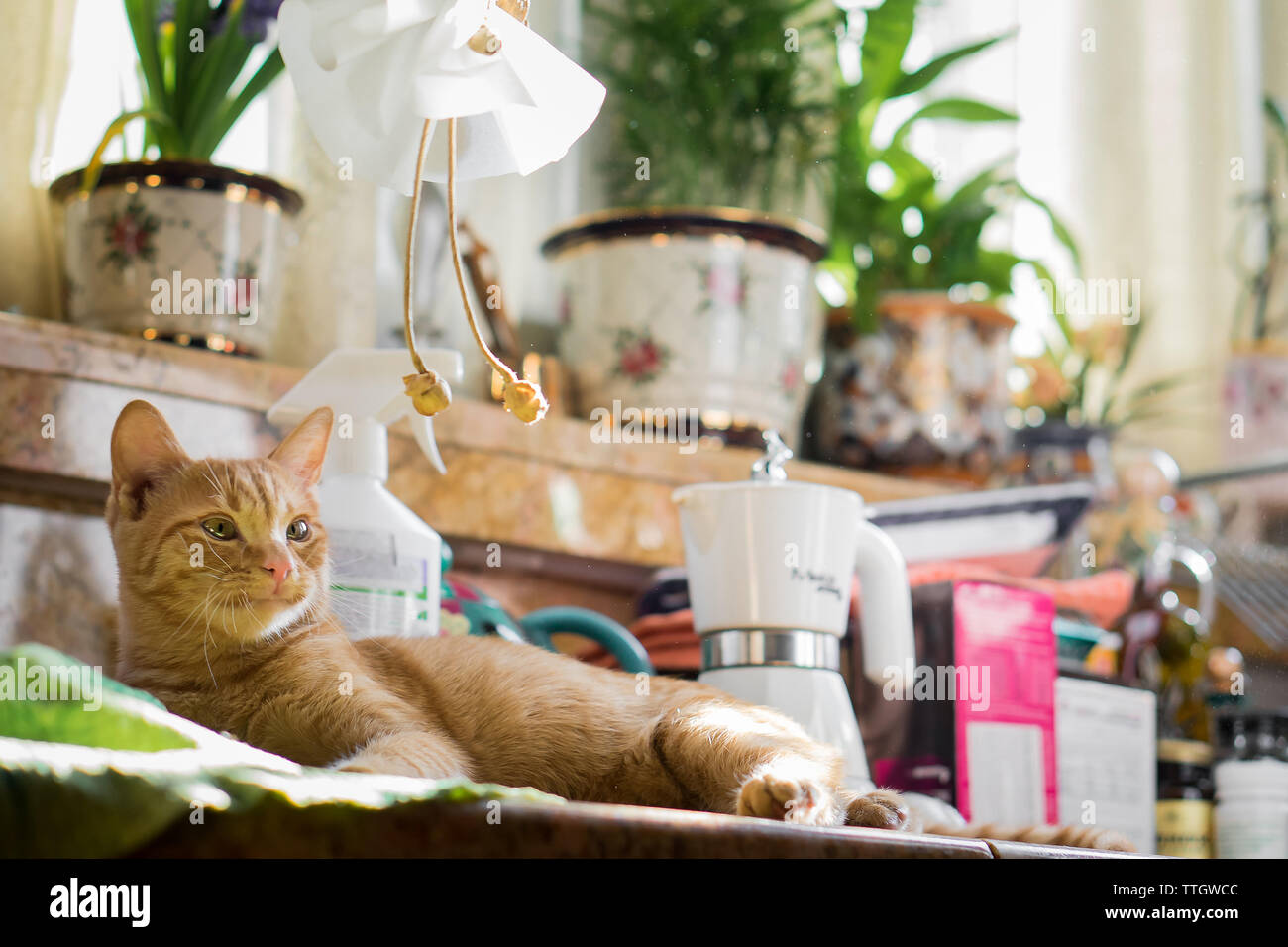 Little ginger cat chilling on the kitchen countertop Stock Photo - Alamy