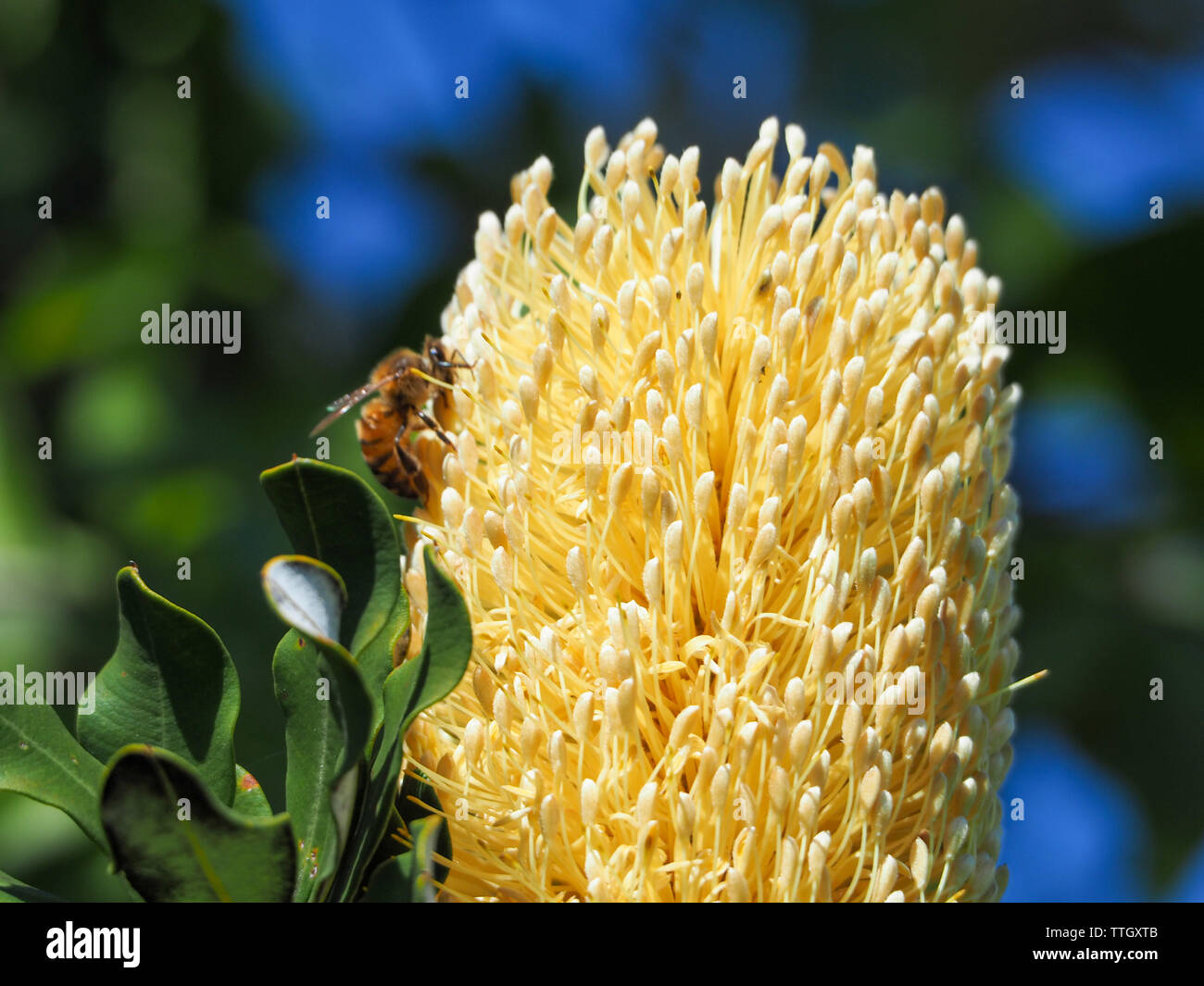 Bee on yellow seaside Coastal banksia, Banksia Integrifolia, collecting ...