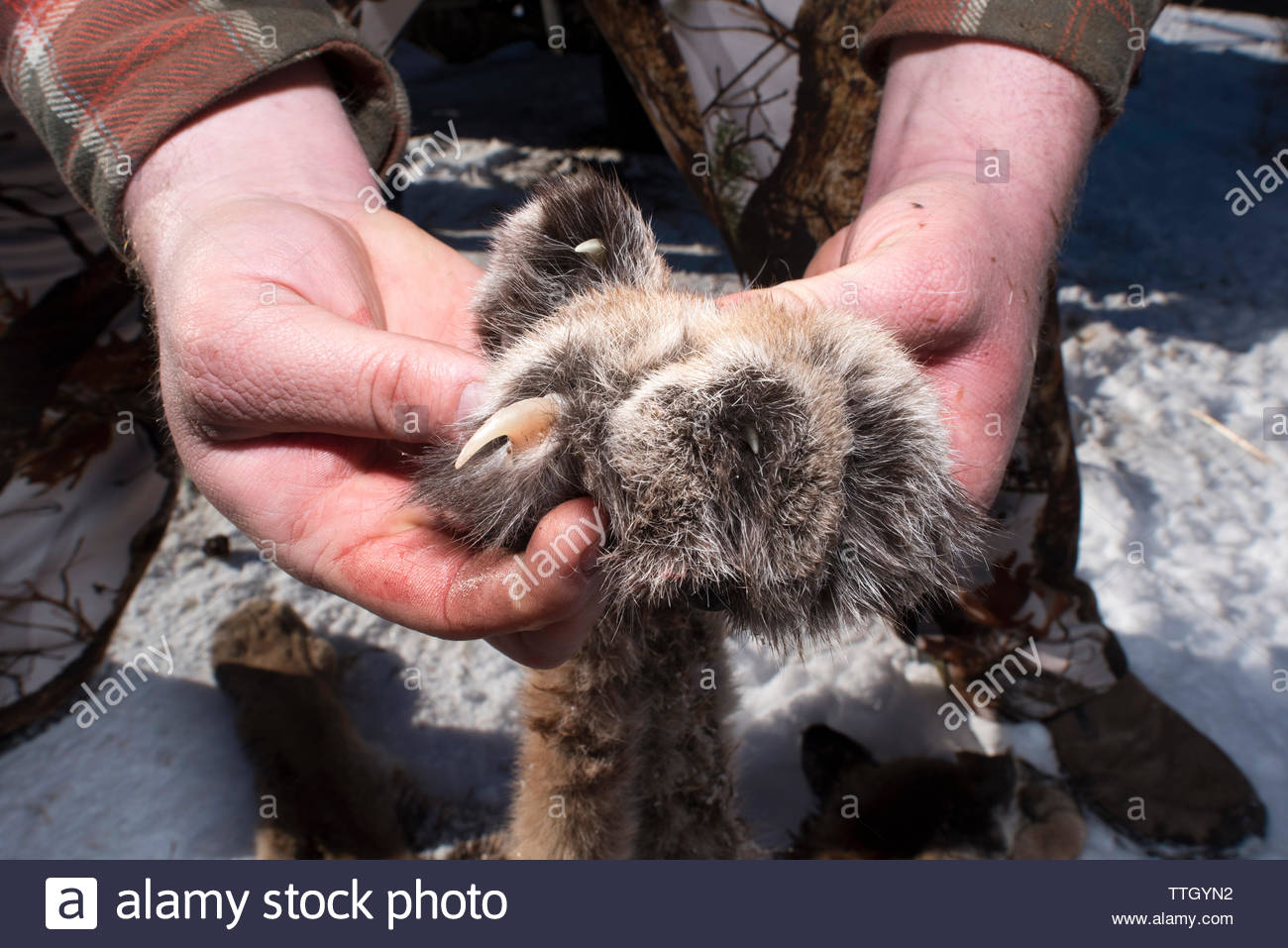 Dead Lion High Resolution Stock Photography and Images - Alamy