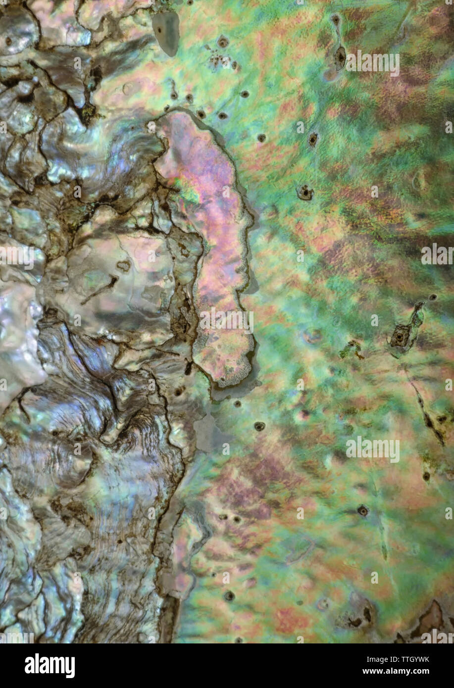 Abalone pattern hi-res stock photography and images - Alamy