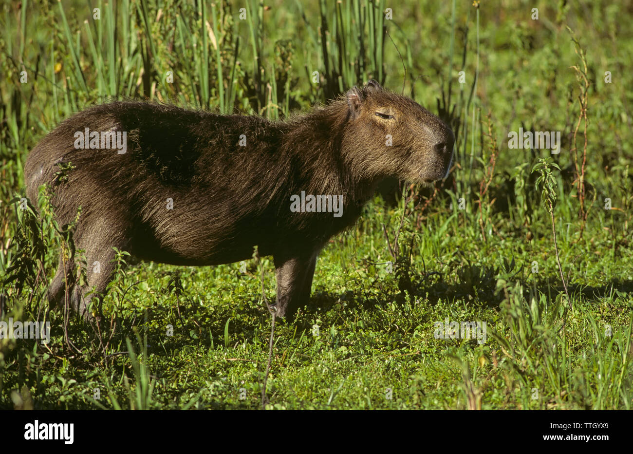 Side view of capybara standing on grassy field Stock Photo - Alamy