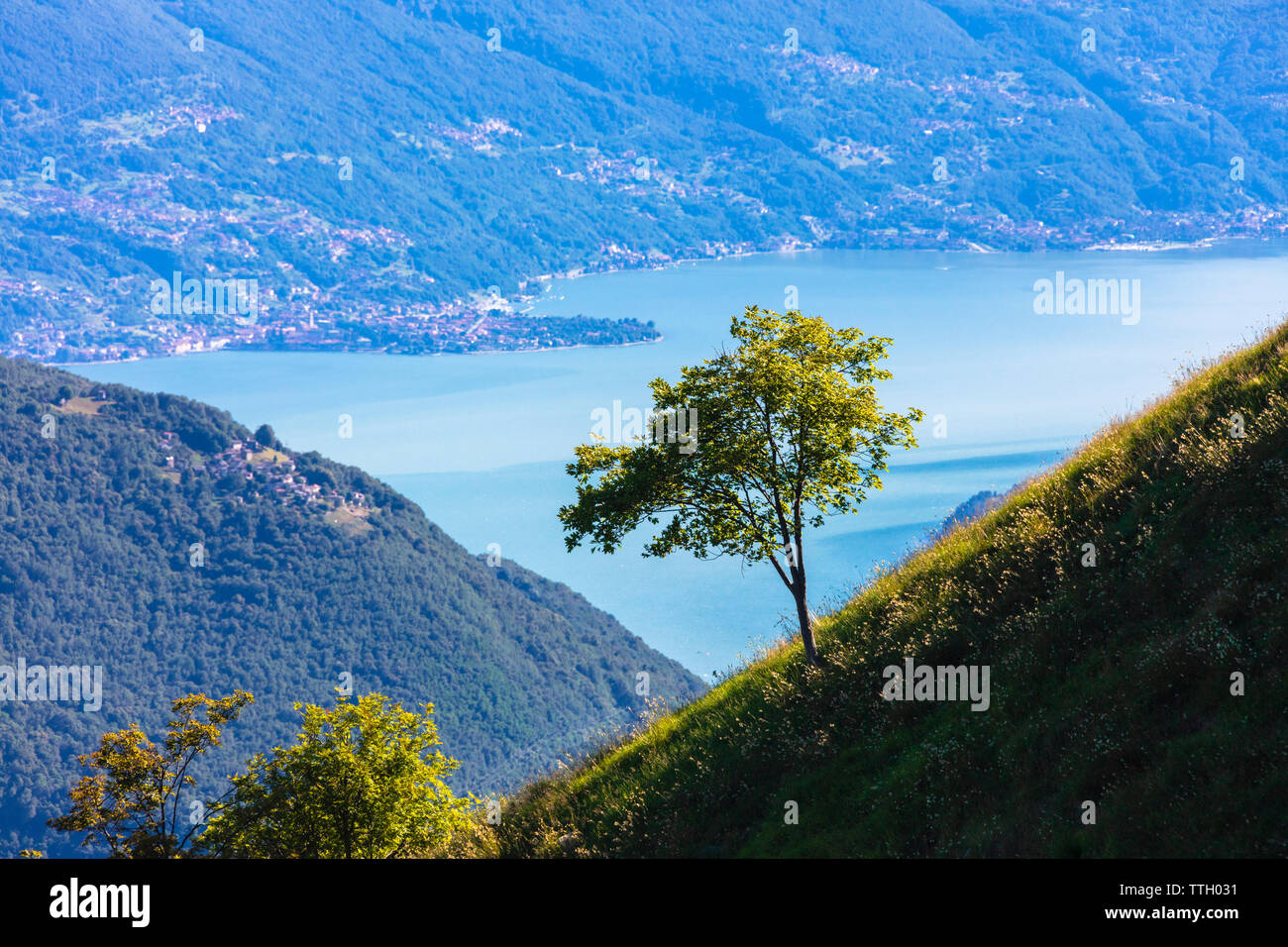 Lake como tree hi-res stock photography and images - Alamy