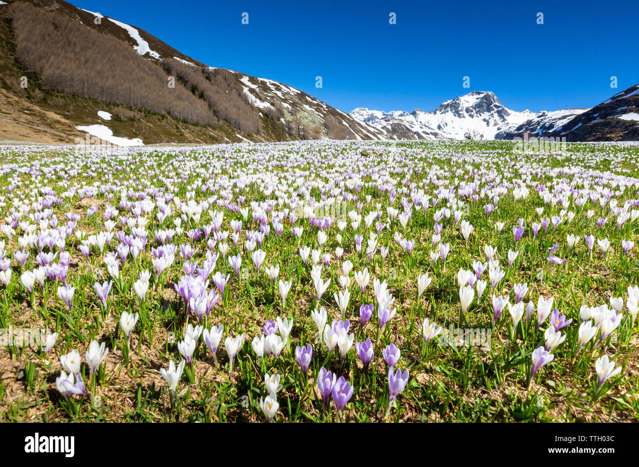 Alpine meadows covered of Crocus flowers, Madesimo, Italy Stock Photo ...