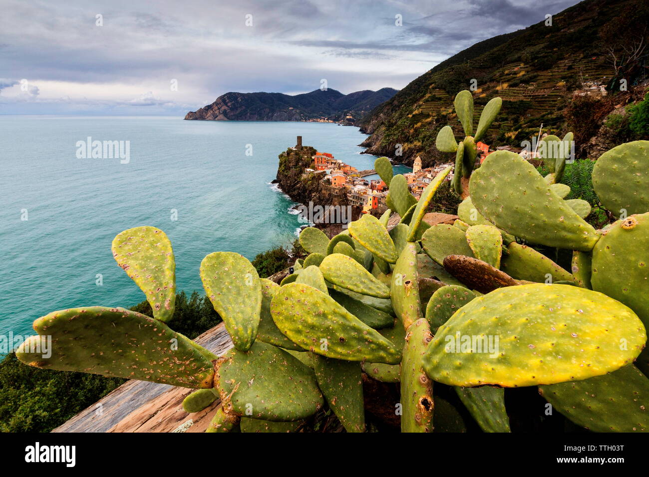 Cactus on hills above Vernazza, Cinque Terre, Liguria, Italy Stock ...