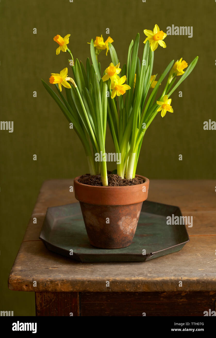 Terracota pot hi-res stock photography and images - Alamy