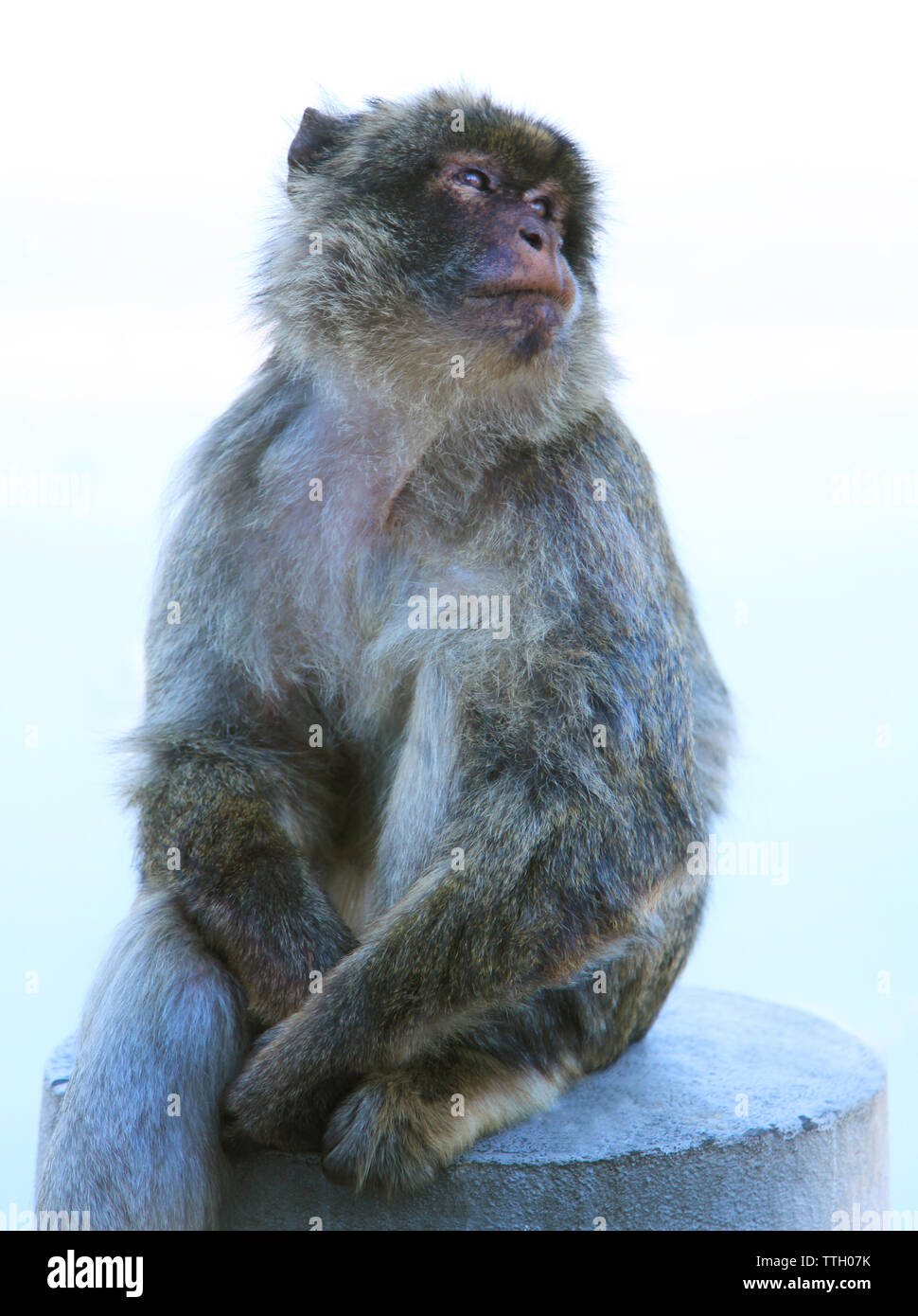 Gibraltar monkey tourist hi-res stock photography and images - Alamy