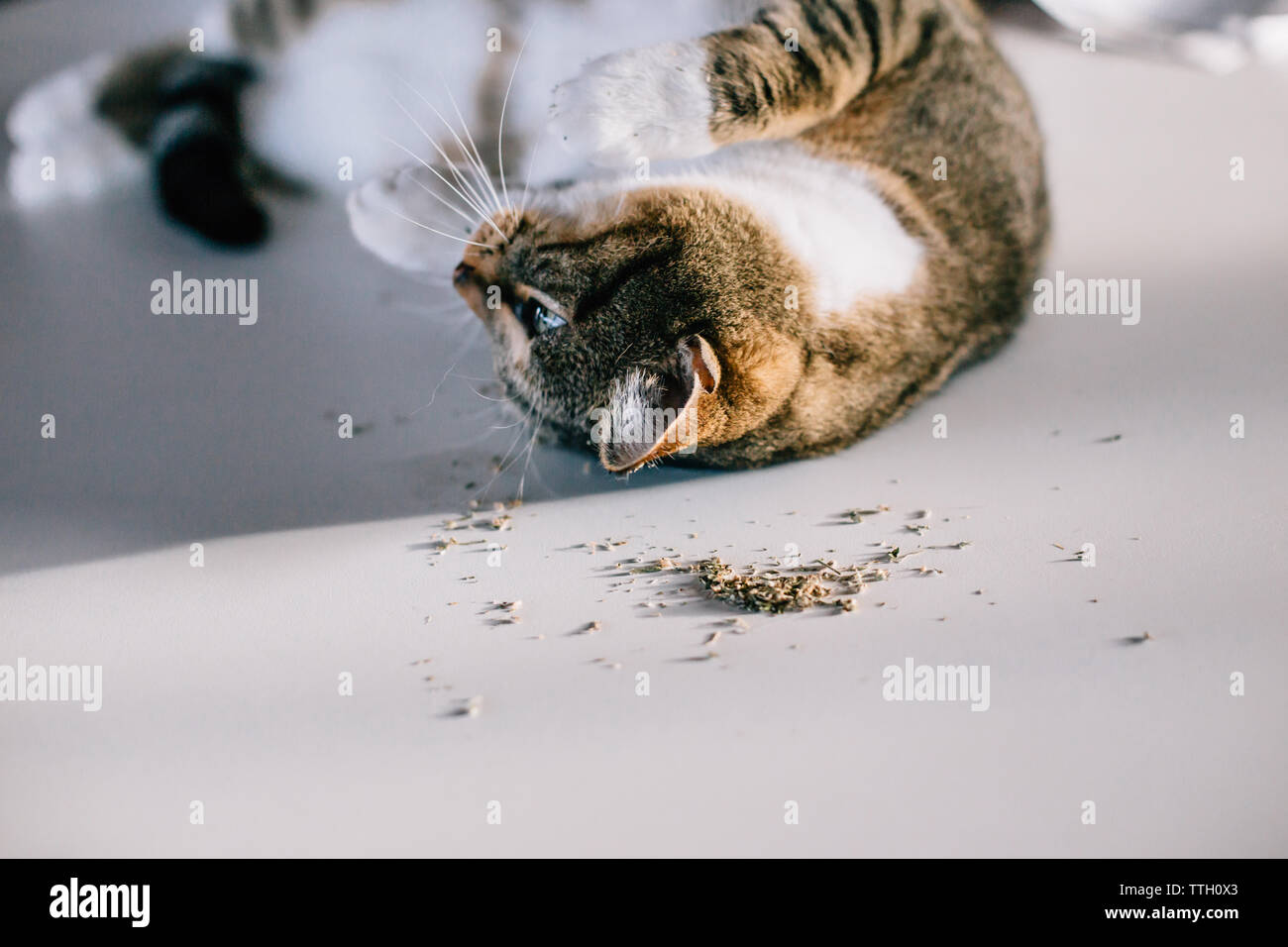 Cat laying on his back after eating catnip Stock Photo - Alamy