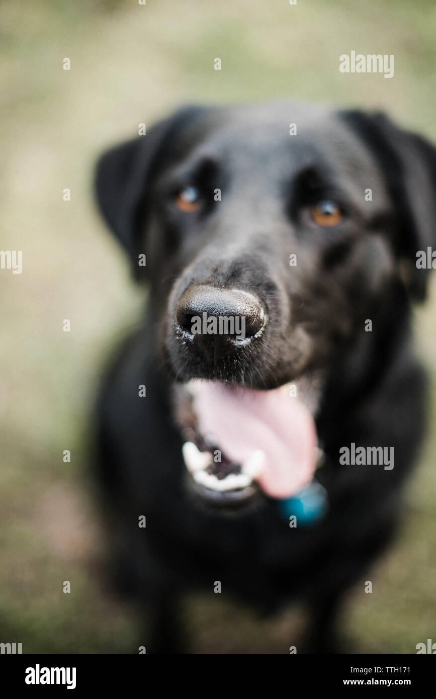 Labrador teeth hi-res stock photography and images - Alamy