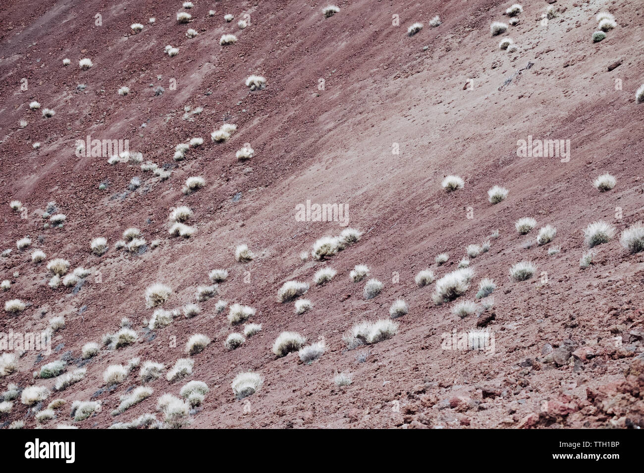 Texture of volcano slope with dry high mountain vegetation Stock Photo ...