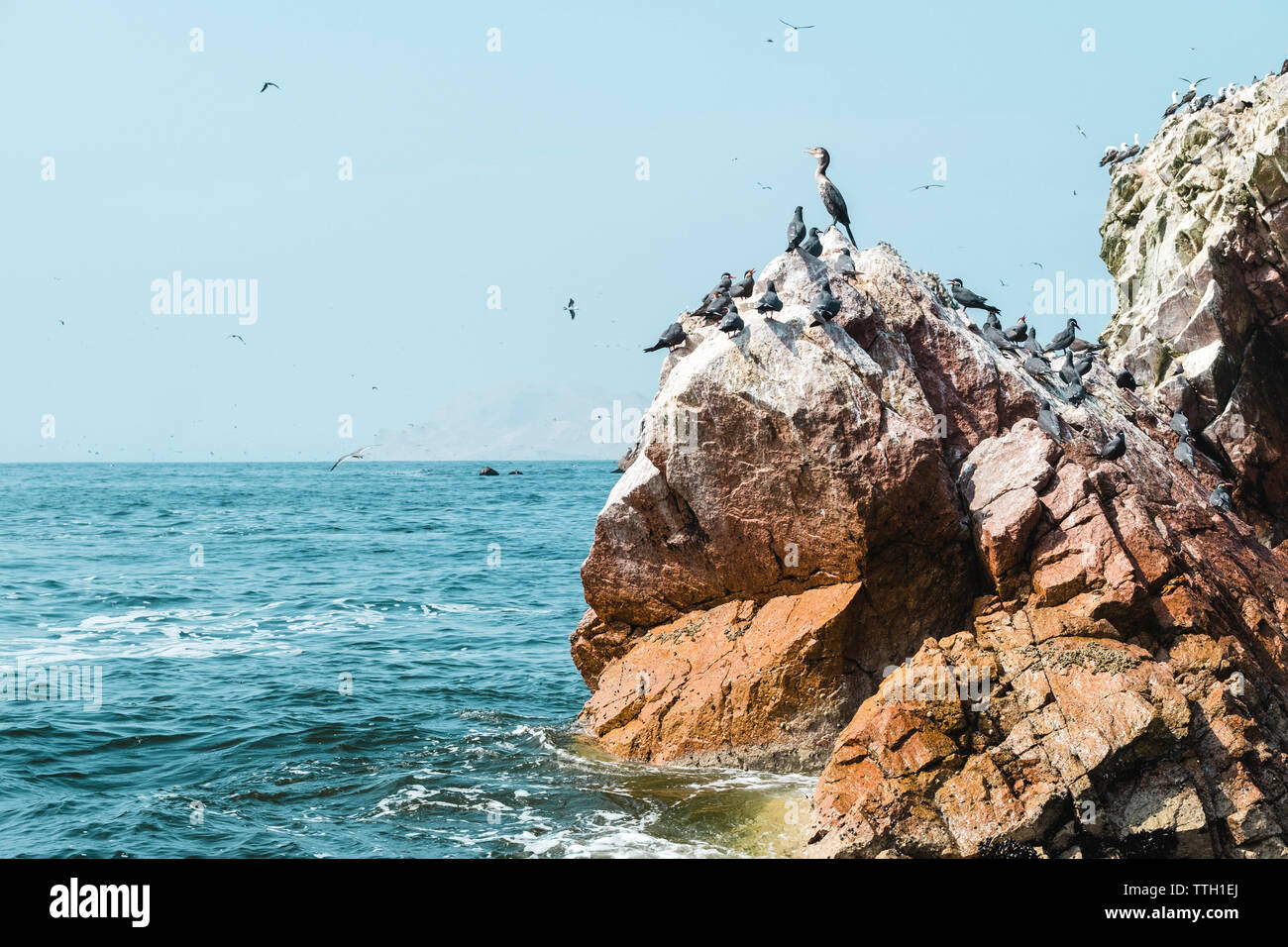 Flock of Guanay Cormorants on a rock, Islas Ballestas, Paracas, Peru ...