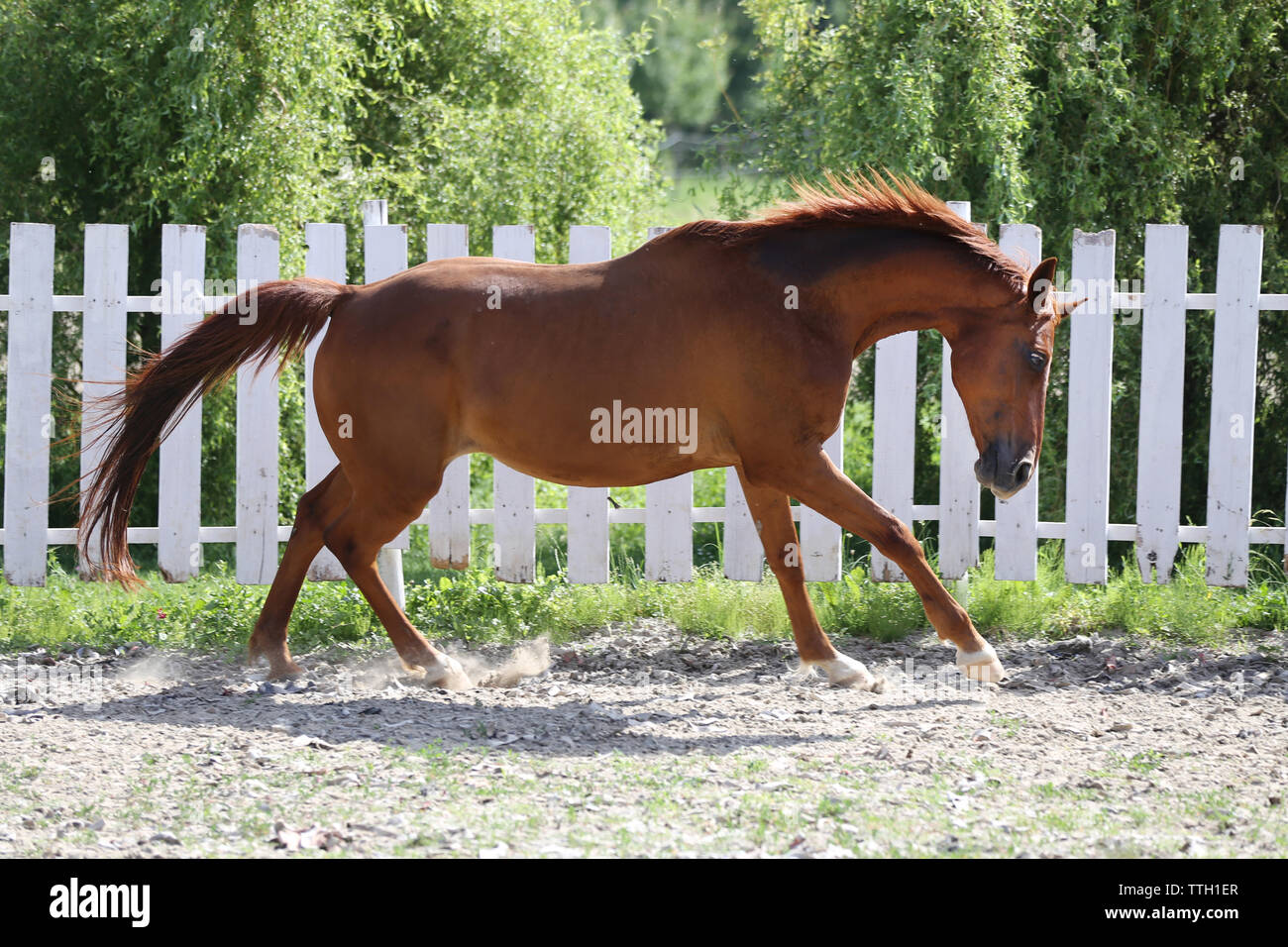 Beautiful young chestnut colored horse galloping in the corral ...