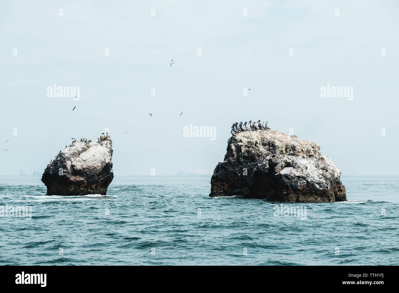 A flock of birds on sea rocks, Islas Ballestas,Paracas,Peru Stock Photo ...