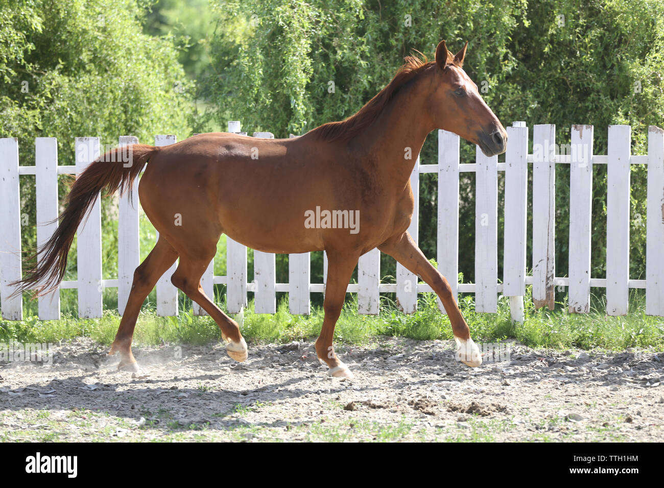 Beautiful young chestnut colored horse galloping in the corral ...
