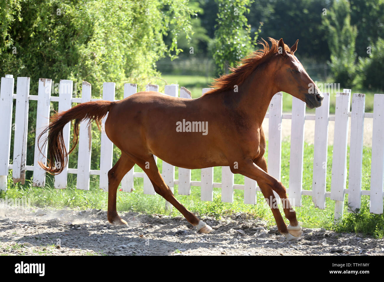 Beautiful young chestnut colored horse galloping in the corral ...