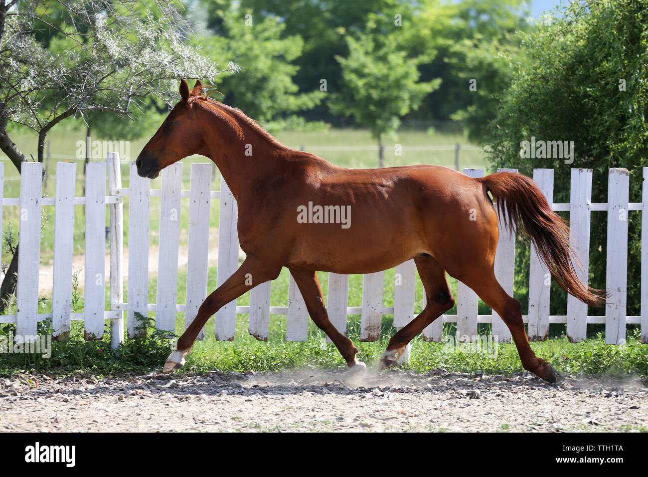Beautiful young chestnut colored horse galloping in the corral ...