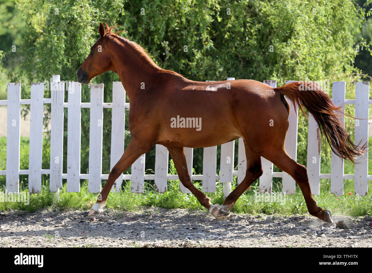 Beautiful young chestnut colored horse galloping in the corral ...