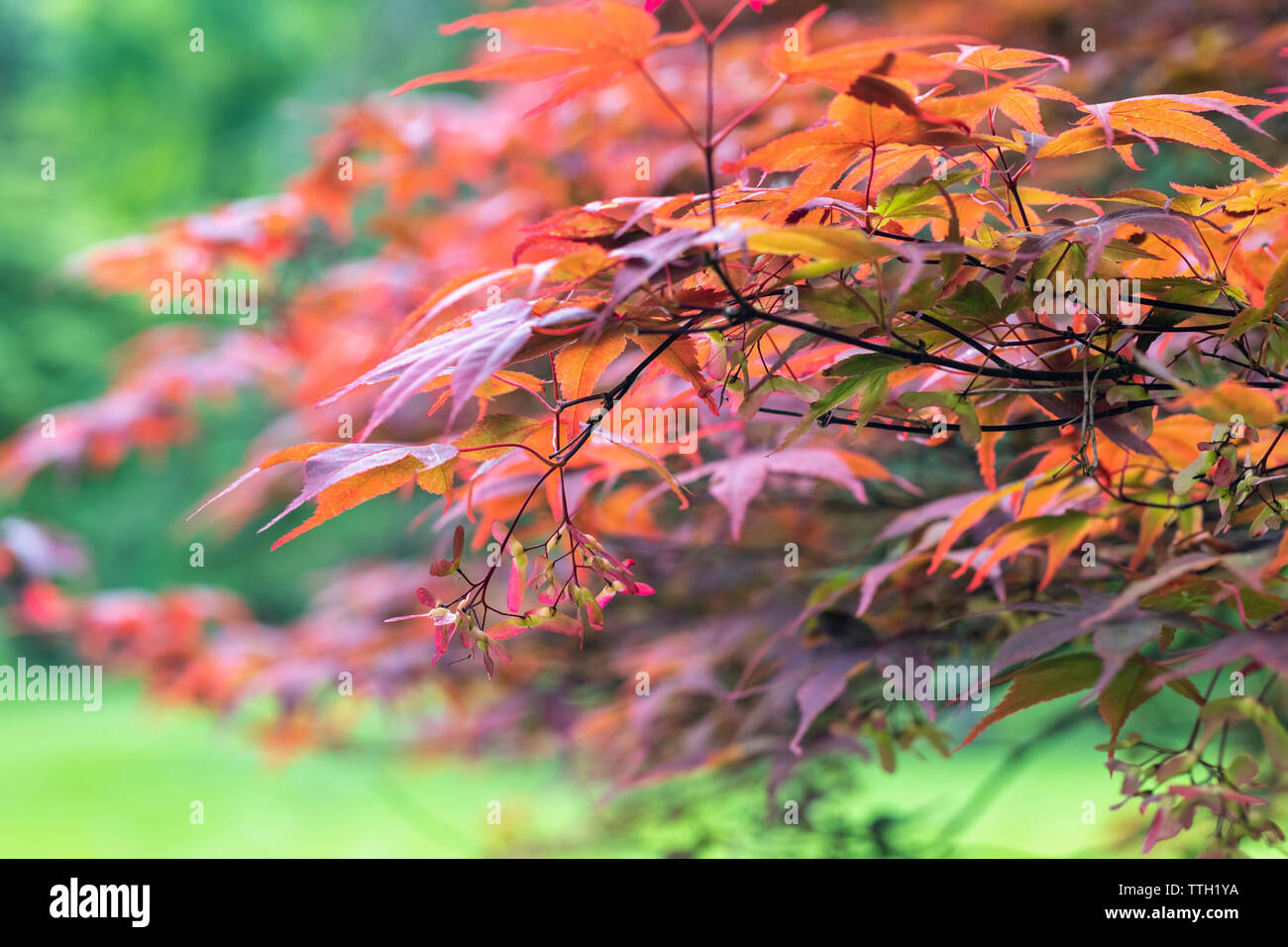 Winged Seed Pods Stock Photos & Winged Seed Pods Stock Images - Alamy