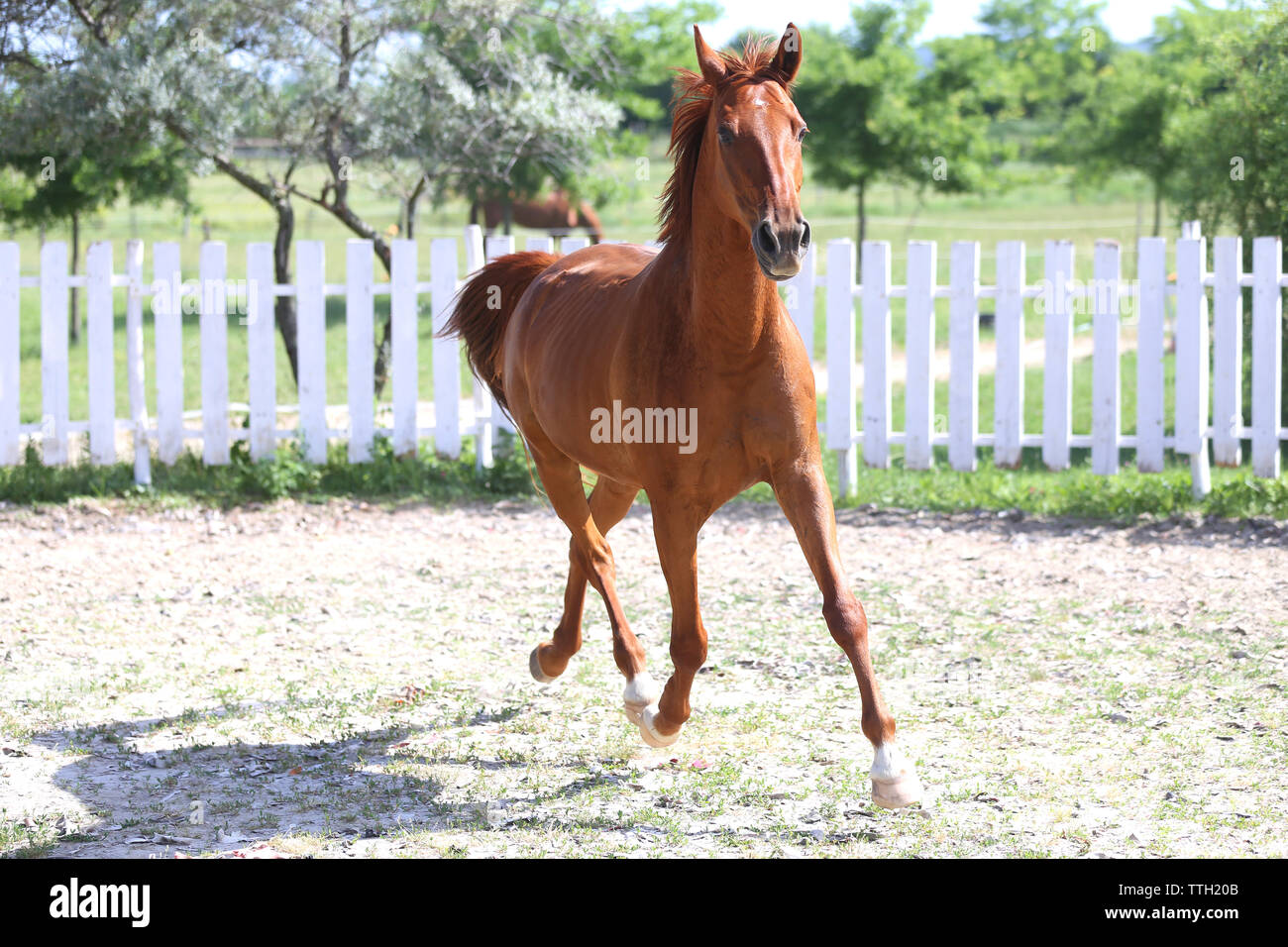 Beautiful young chestnut colored horse galloping in the corral ...