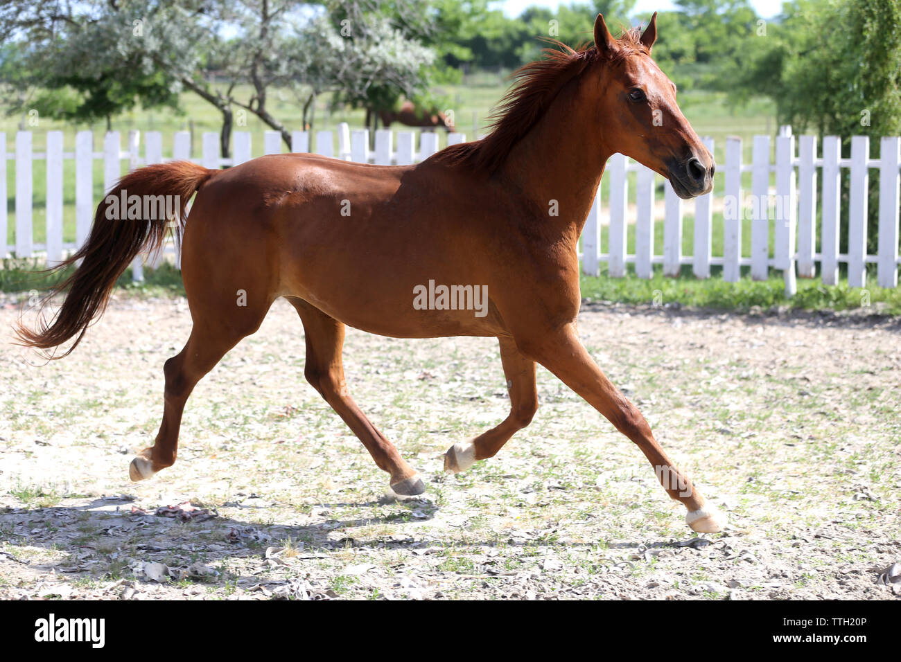 Beautiful young chestnut colored horse galloping in the corral ...