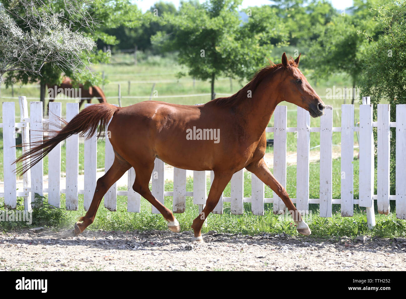 Beautiful young chestnut colored horse galloping in the corral ...