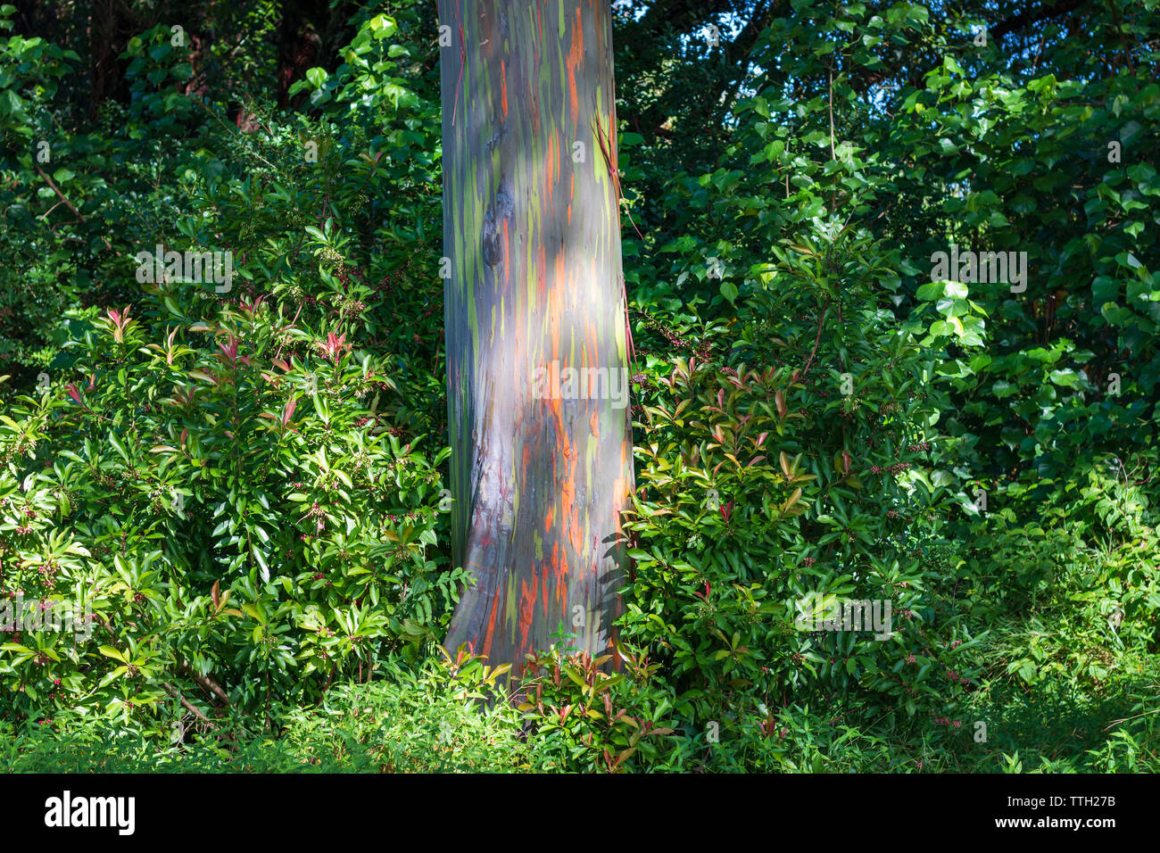 Hawaii maui forest bark hi-res stock photography and images - Alamy