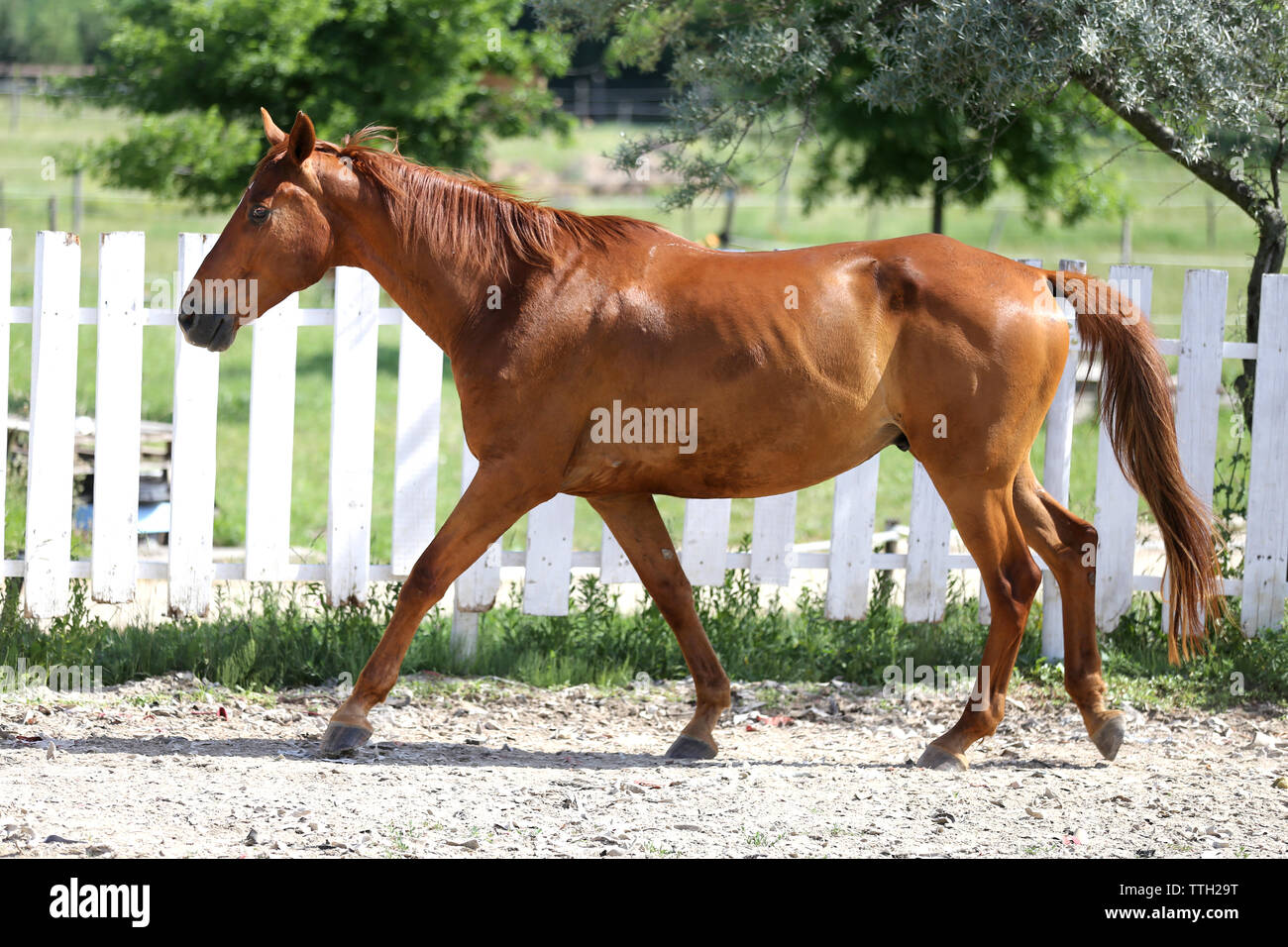 Beautiful healthy youngster canter against white paddock fence Stock ...