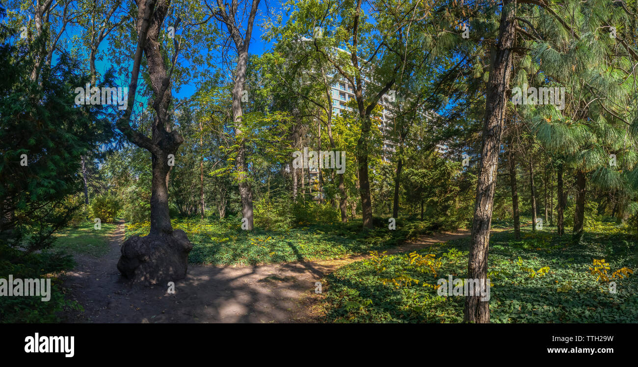 Trees in the Old Botanical Garden in Odessa, Ukraine, on a sunny autum ...