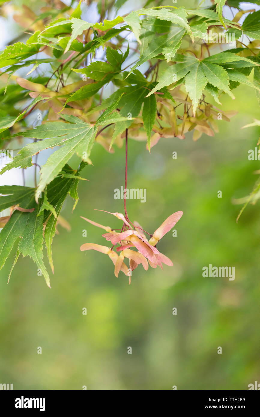 Seed Pods On Japanese Maple at James Ivery blog