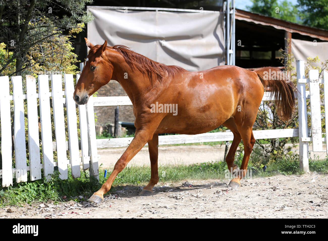 Beautiful healthy youngster canter against white paddock fence Stock ...