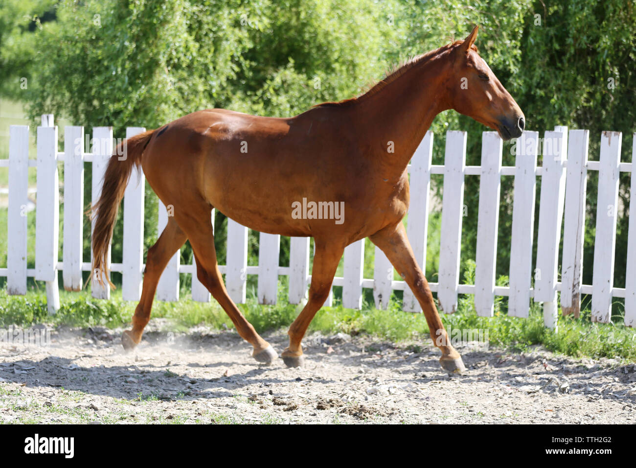 Beautiful healthy youngster canter against white paddock fence Stock ...
