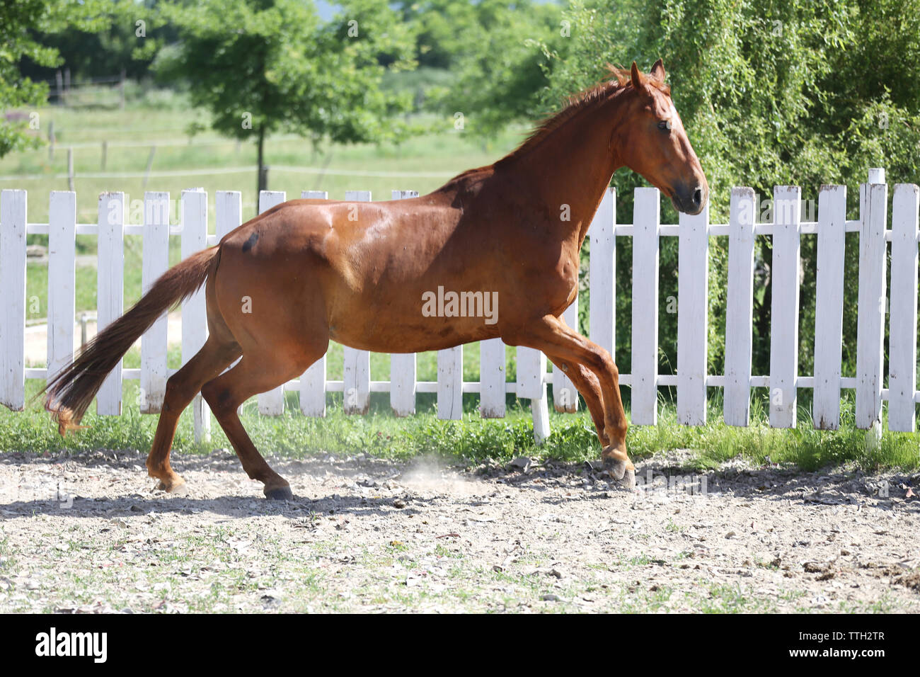 Beautiful healthy youngster canter against white paddock fence Stock ...
