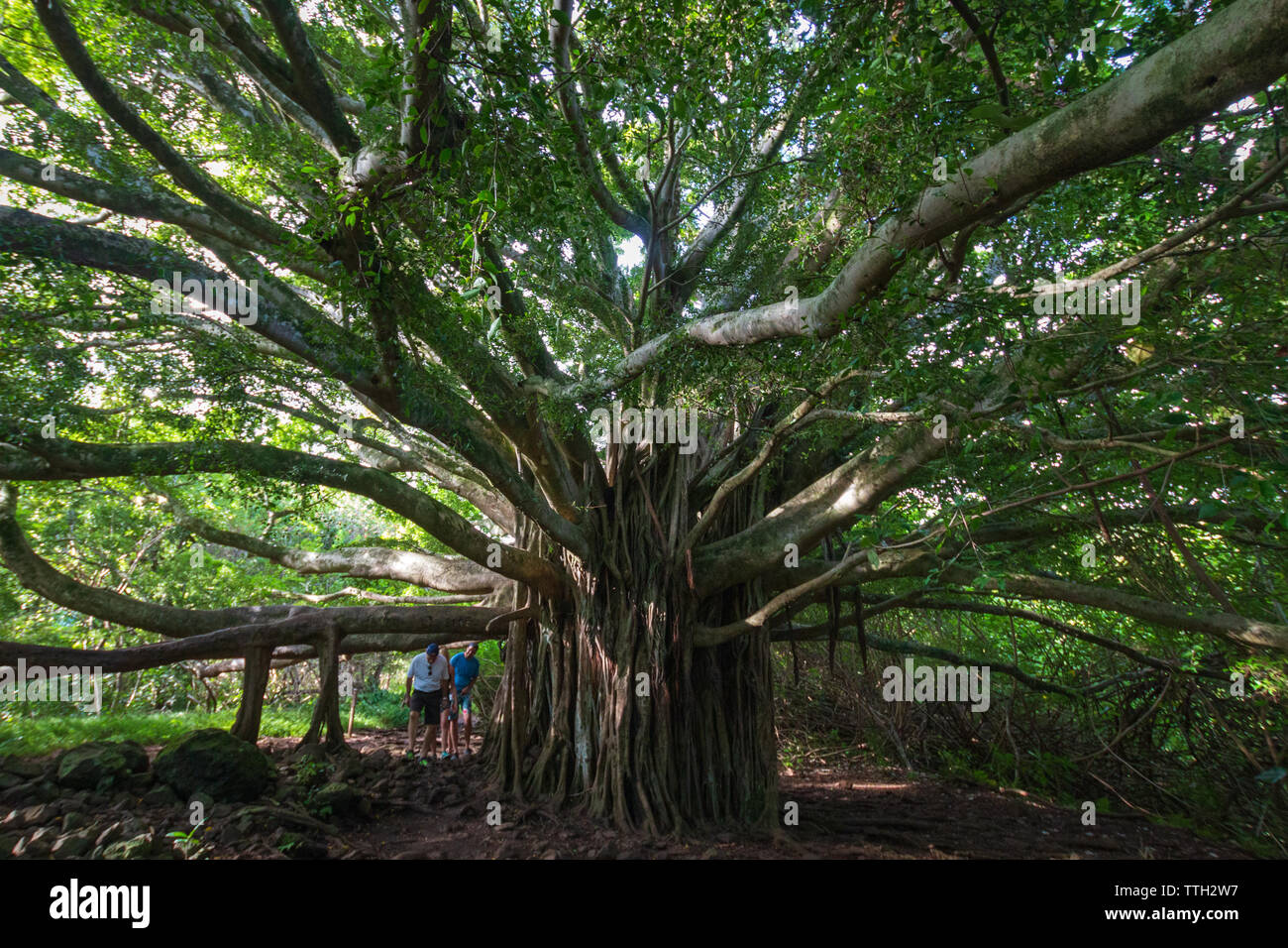 Hana trail hi-res stock photography and images - Alamy