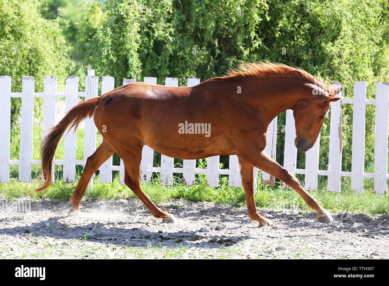 Beautiful healthy youngster canter against white paddock fence Stock ...