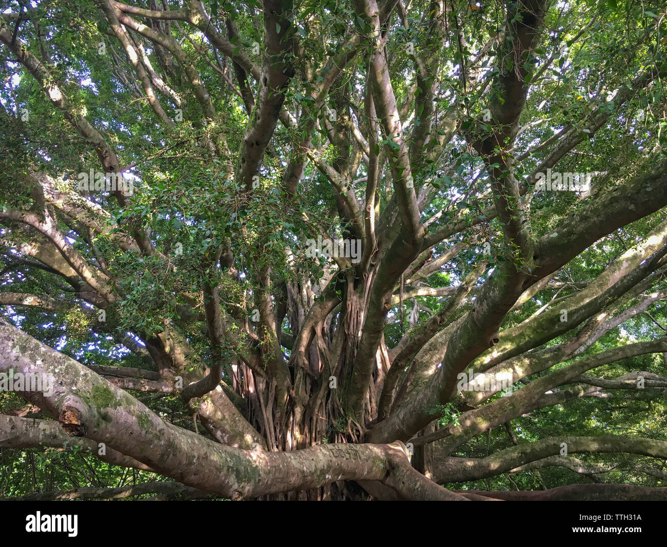Huge banyan tree at Haleakala National Park on the Hawaiian island of ...